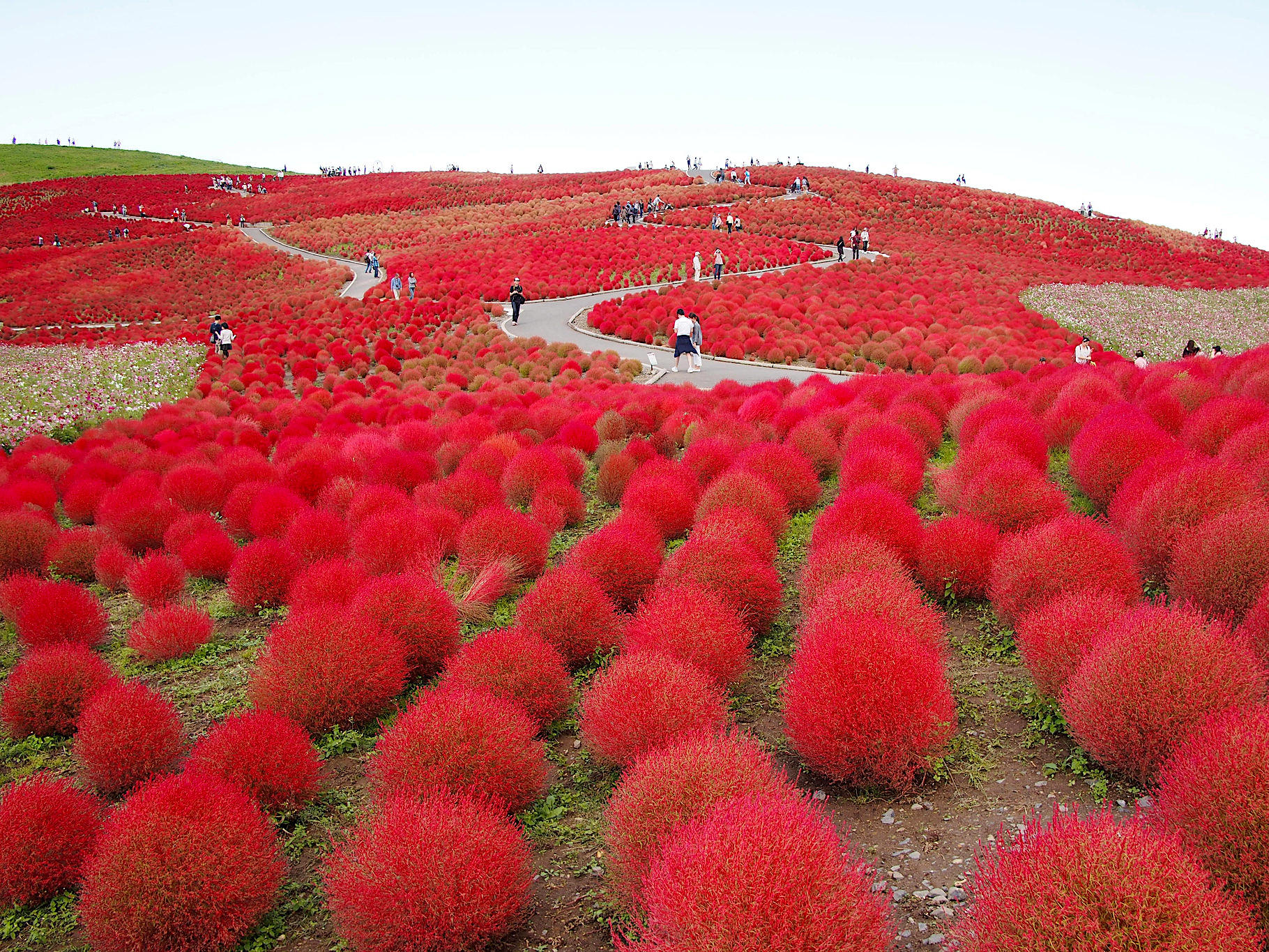 Where to See Autumn Flowers Near Tokyo : Blog | OMAKASE - Japan Tours ...